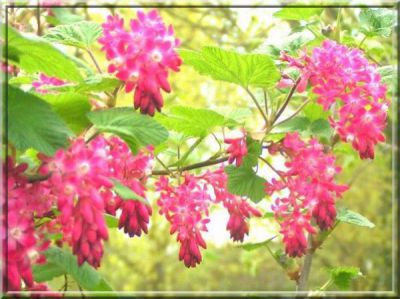 RIBES SANGUINEUM - Cassis fleurs : taille 40/60 cm - pot de 3 litres ...
