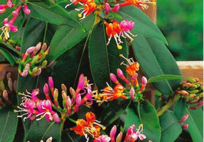 LONICERA HENRYI - Chèvrefeuille de Henryi : taille 50/60 cm - pot de 2 ...