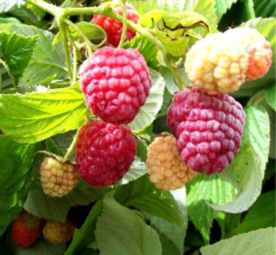 RUBUS IDEAUS HERITAGE - Framboisier 'Heritage' : 30/50 cm - pot de 2 ...