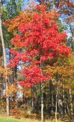 QUERCUS RUBRA - Chêne rouge d'Amérique : taille 60/90 cm - Racines Nues