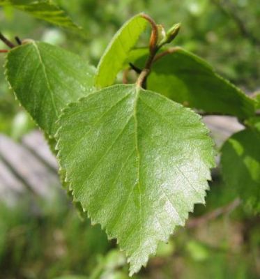 BETULA VERRUCOSA Bouleau Blanc 40 60 Cm Godet 9x9 Cm Jardin Des betula-verrucosa-bouleau-blanc-40-60-cm-godet-9x9-cm-jardin-des