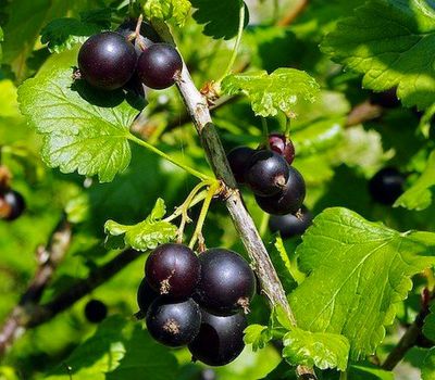 Cassissier, Cassis, "Groseillier Noir", Ribe Nigrum : Racines nues