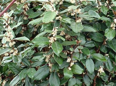 Elaeagnus Ebbingei Compacta / Chalef compact d'Ebbing : taille 40/60 cm ...
